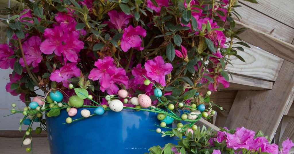 Celebrate Easter with Encore Azaleas (A Guide) | Encore Azalea