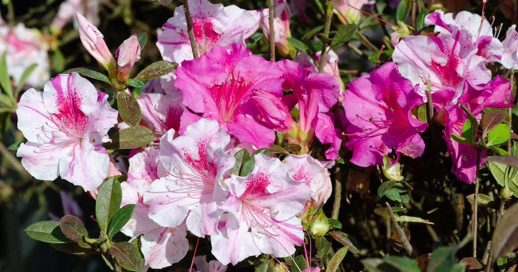 Our Top 5 Cure for Gardening Winter Blues | Encore Azalea