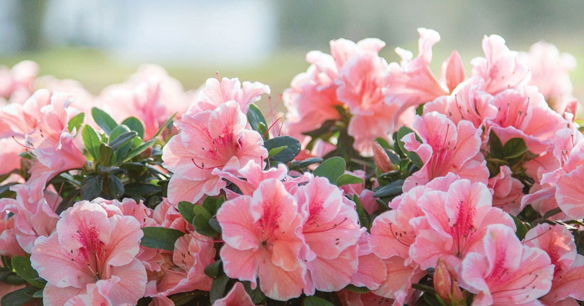 Encore Azalea Exposure Guide | Encore Azalea