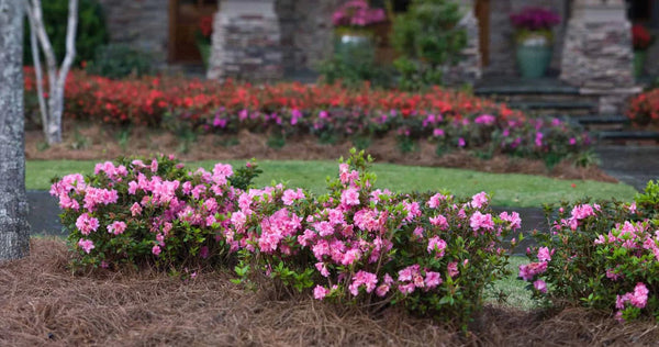 How Big Do Encore Azaleas Grow? Size & Growth Rate Explained