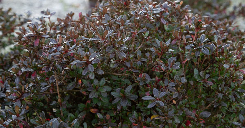 How To: Enjoying Encore Azalea’s Winter Foliage | Encore Azalea