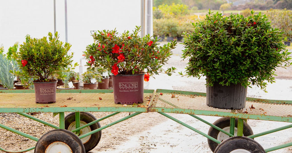 Size Up Your Garden with Encore Azaleas | Encore Azalea