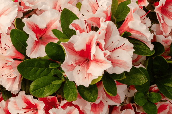 Browse by Azalea Bloom Color | Encore Azalea