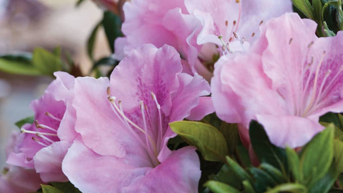 Choose Reblooming Azaleas by Size | Encore Azalea