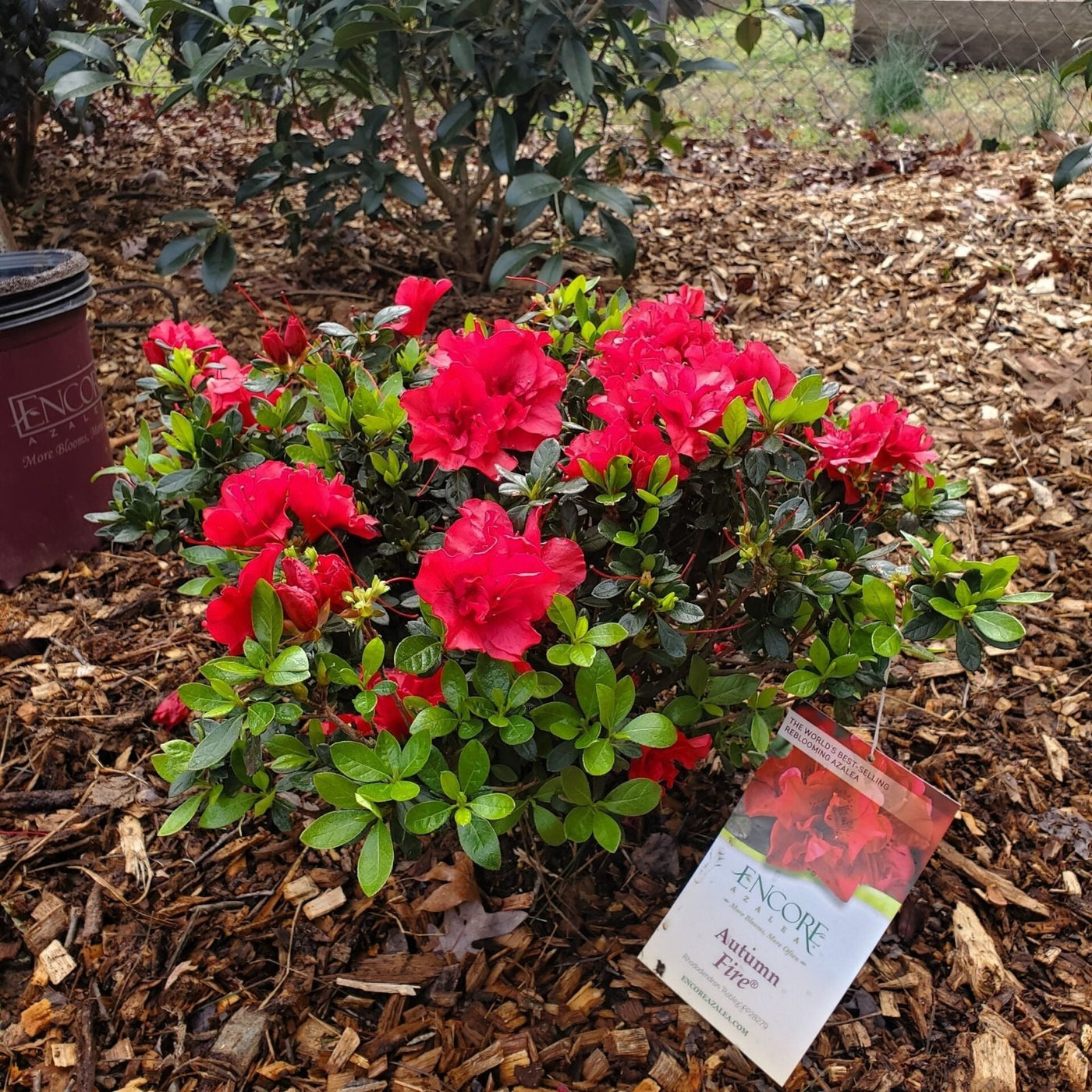Autumn Fire® | Encore Azalea