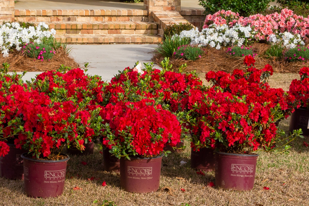 Reblooming Encore Azaleas | Find Your Perfect Bloom Color