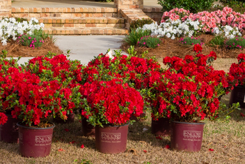 New Varieties | Encore Azalea