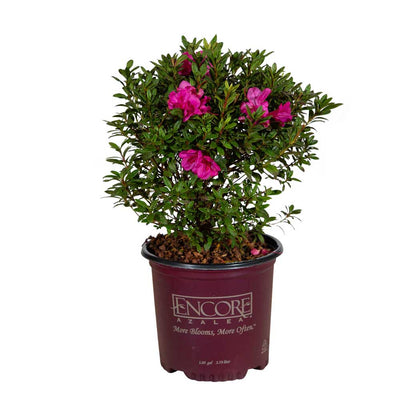 Autumn Amethyst - Purple Reblooming Azalea | Encore Azalea