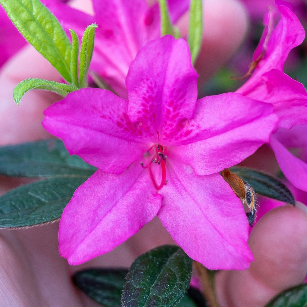 Purple Azalea Flowers | Encore Azalea