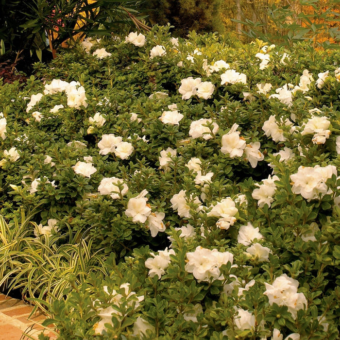 Autumn Angel - Compact White Reblooming Azalea | Encore Azalea
