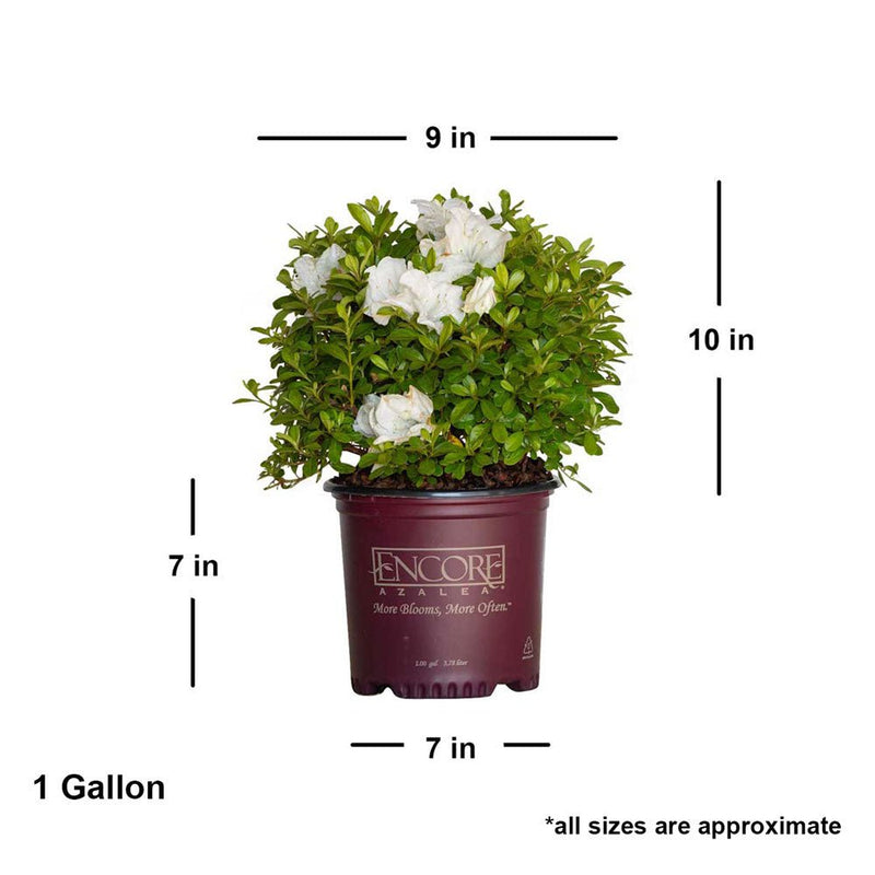 Autumn Angel - Compact White Reblooming Azalea | Encore Azalea