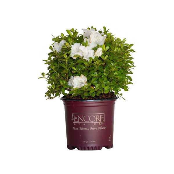 Autumn Angel - Compact White Reblooming Azalea | Encore Azalea