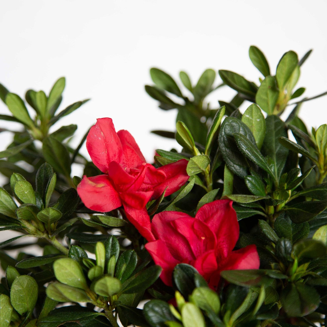 Autumn Fire® | Encore Azalea