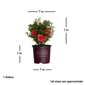 Autumn Princess - Pink Ruffled ReBlooming Azalea | Encore Azalea