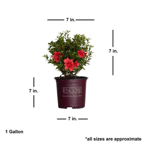 Autumn Princess - Pink Ruffled ReBlooming Azalea | Encore Azalea