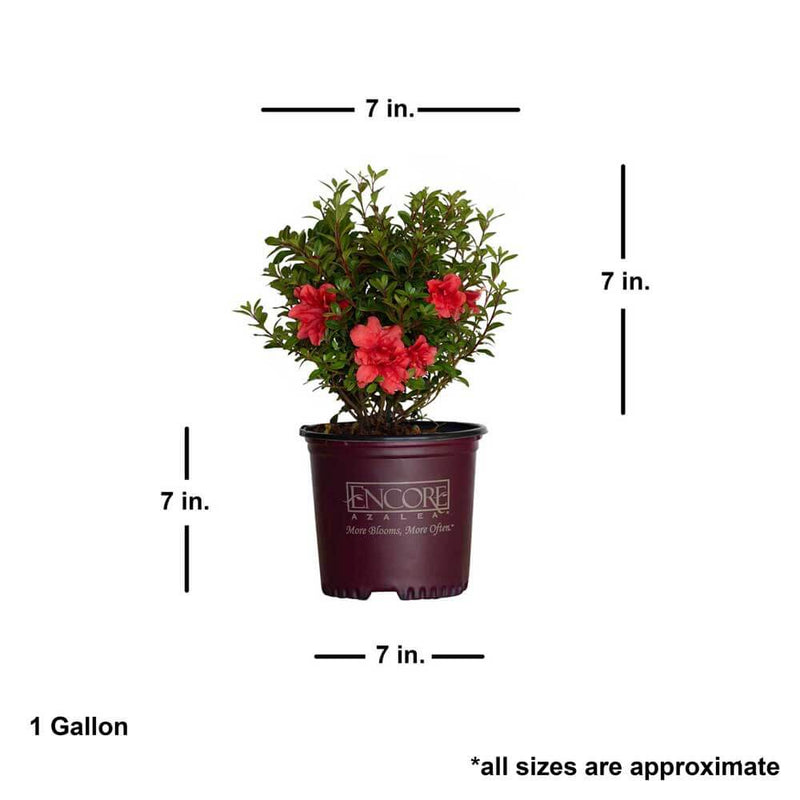 Autumn Princess - Pink Ruffled ReBlooming Azalea | Encore Azalea