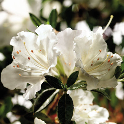 Autumn Angel - Compact White Reblooming Azalea | Encore Azalea