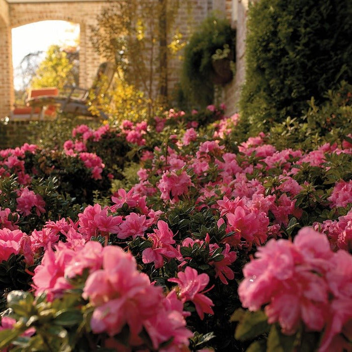 Caring for Winter-Damaged Encore Azaleas | Encore Azalea