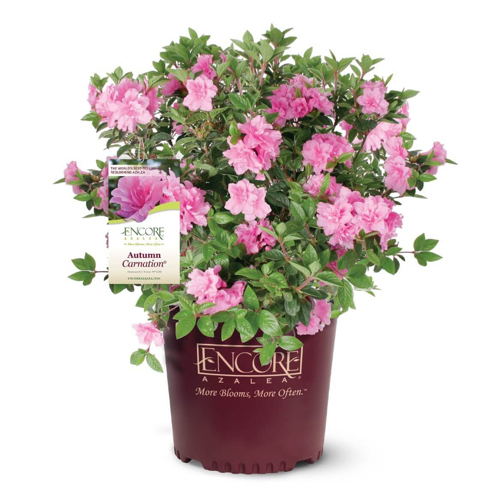 Autumn Carnation® | Encore Azalea