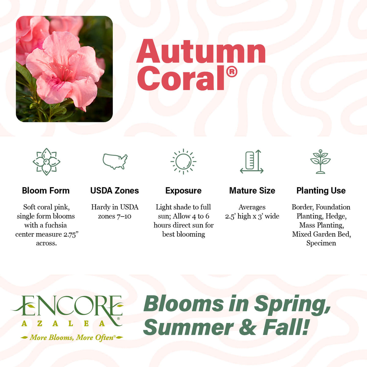 Autumn Coral - Compact, Pink, Reblooming Azalea | Encore Azalea