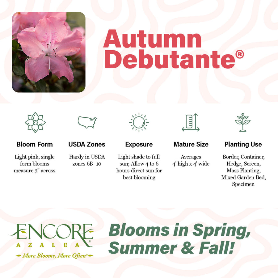 Autumn Debutante - Bicolor Reblooming Azalea | Encore Azalea