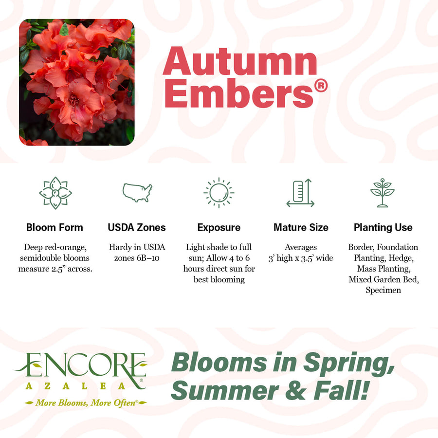 Encore Azalea Autumn Embers® - Reblooming Red Flowers
