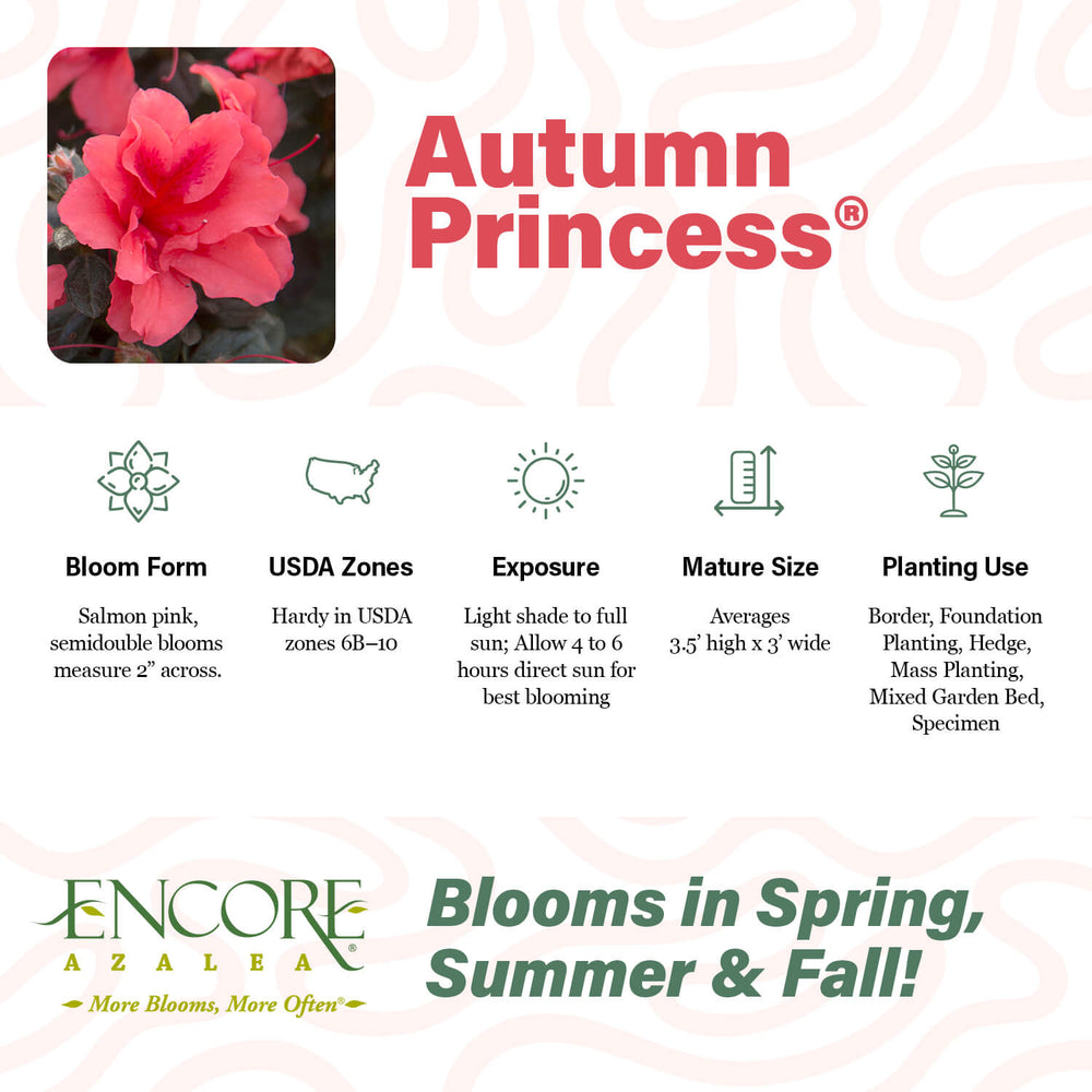 Autumn Princess - Pink Ruffled ReBlooming Azalea | Encore Azalea