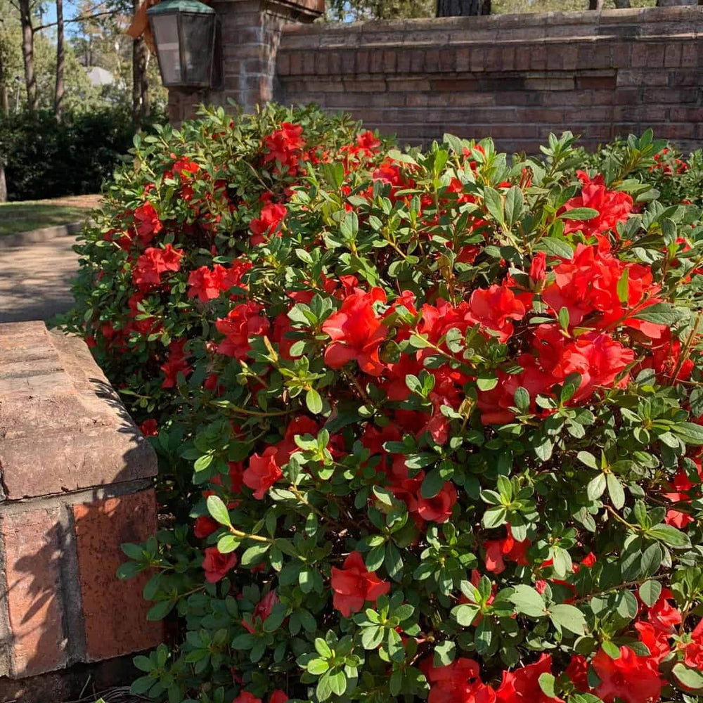 Red Azalea Flowers | Encore Azalea
