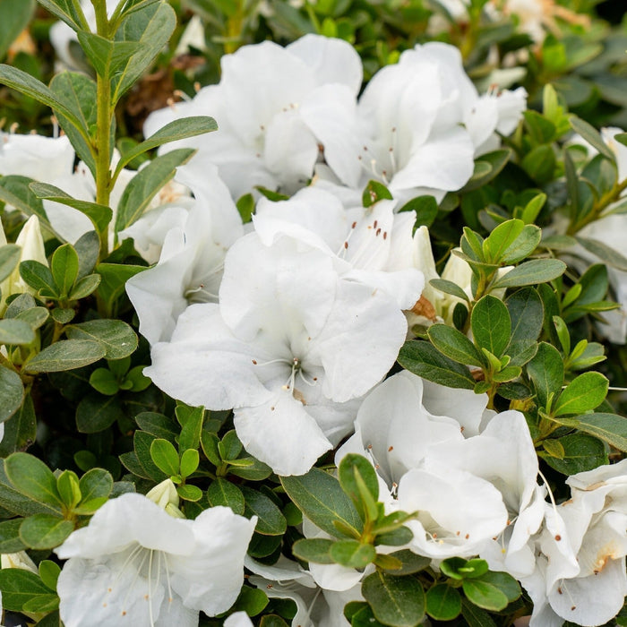 Autumn Angel - Compact White Reblooming Azalea | Encore Azalea
