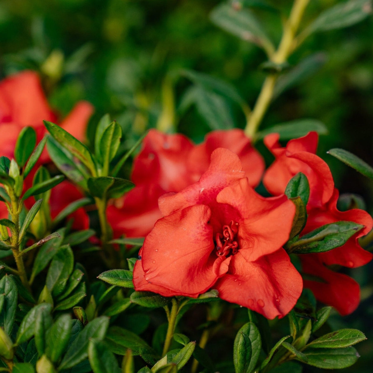Encore Azalea Autumn Embers® - Reblooming Red Flowers