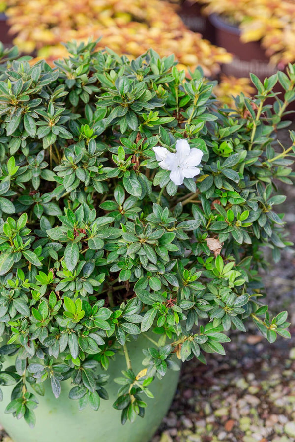 Autumn Moonlight - White Ruffled Rebloomer | Encore Azalea