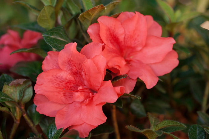 Autumn Princess - Pink Ruffled ReBlooming Azalea | Encore Azalea