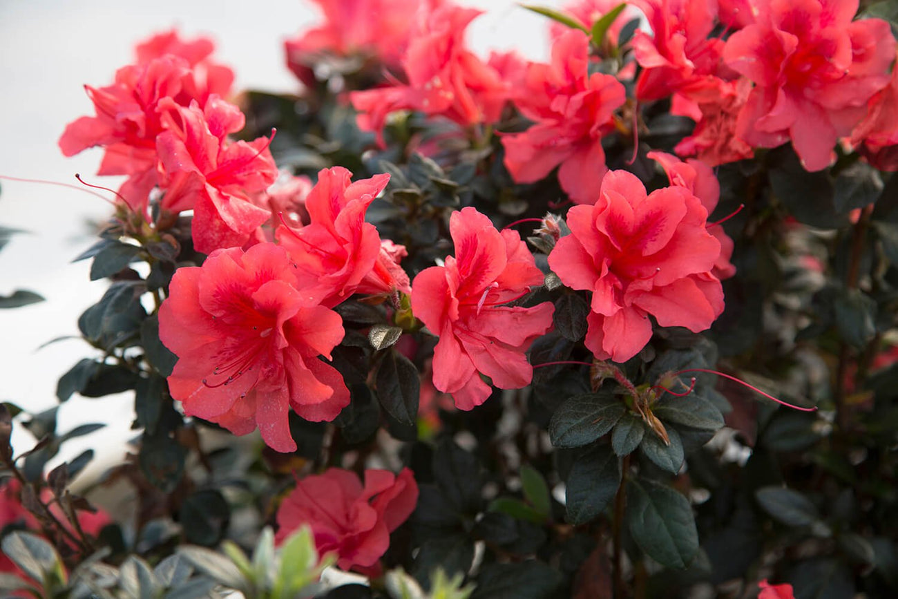 Autumn Princess - Pink Ruffled ReBlooming Azalea | Encore Azalea