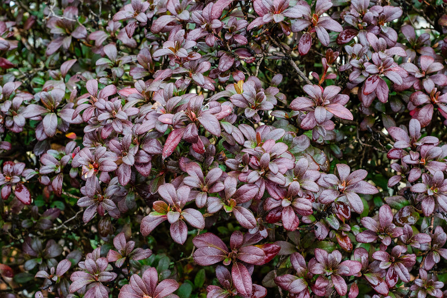 Autumn Princess - Pink Ruffled ReBlooming Azalea | Encore Azalea