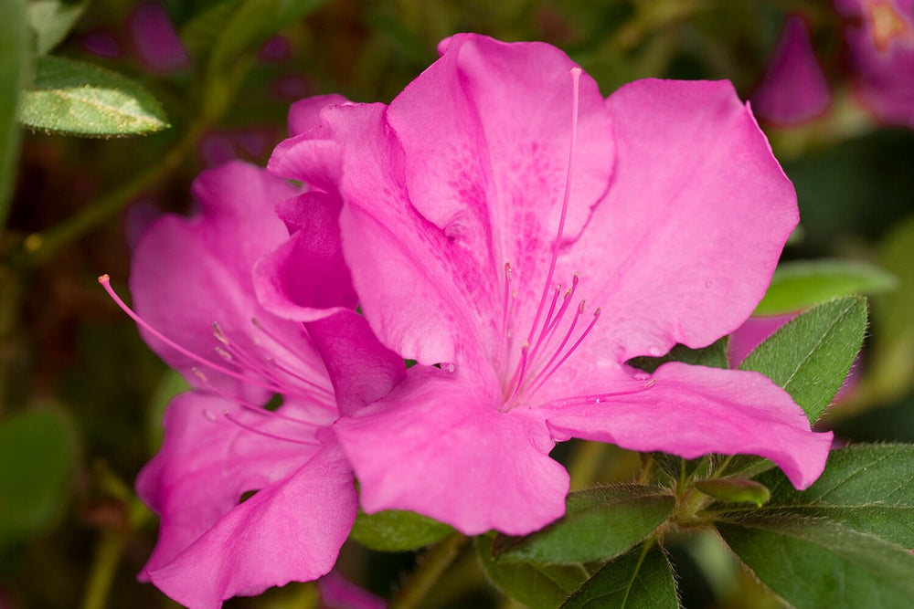 Autumn Royalty - Voted Azalea of the Year | Encore Azalea