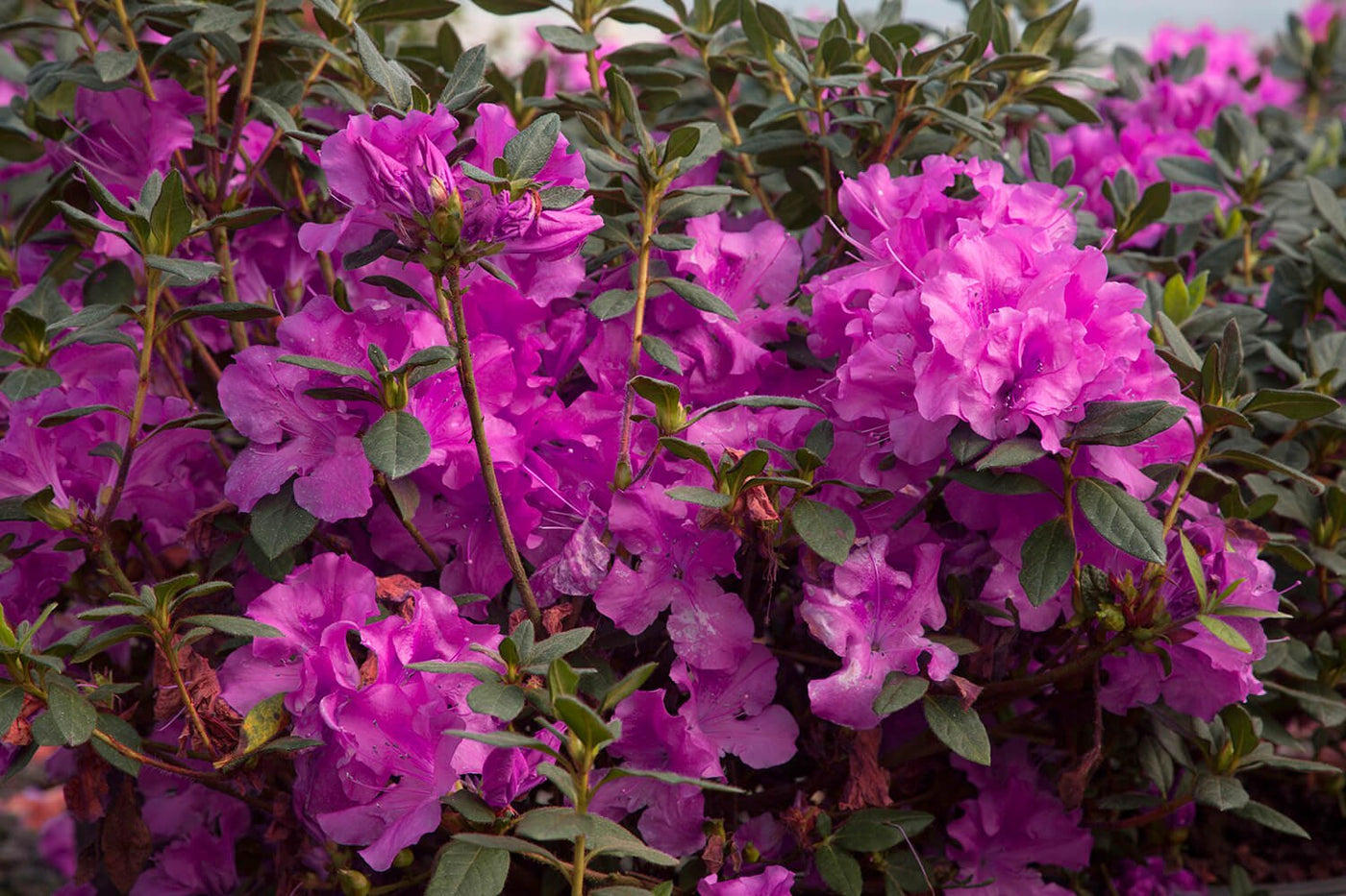 Autumn Royalty - Voted Azalea of the Year | Encore Azalea