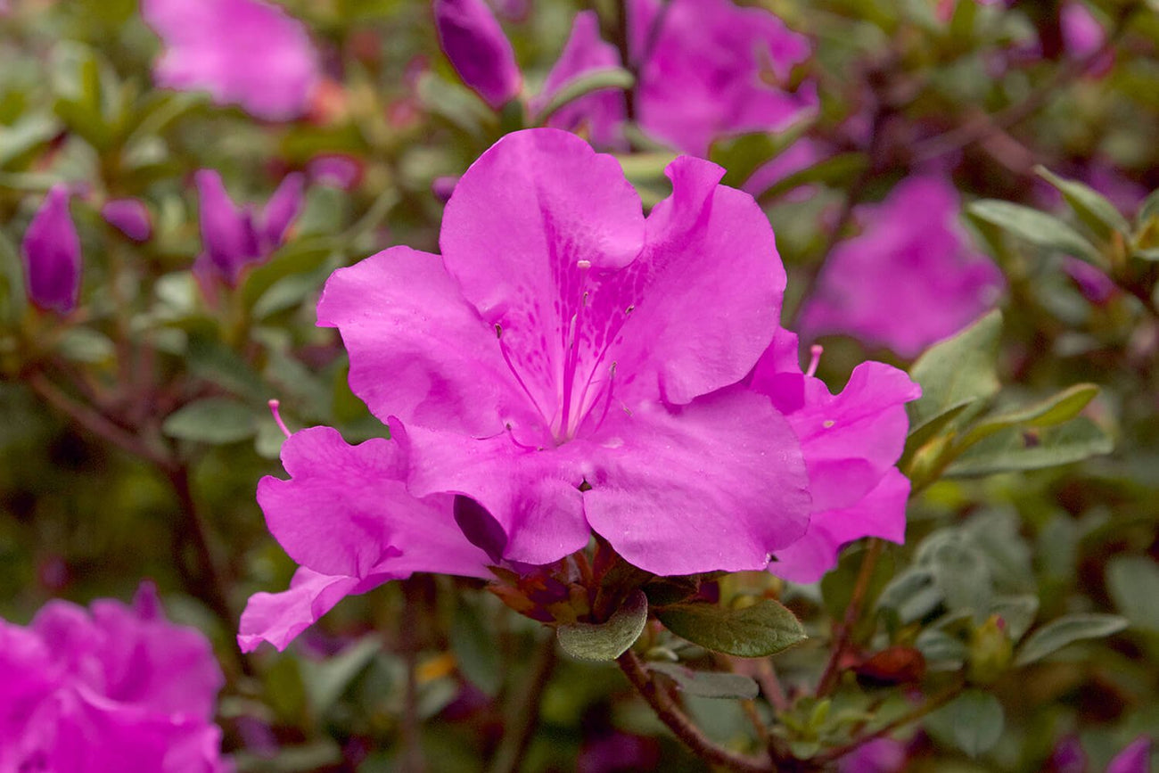 Autumn Royalty - Voted Azalea of the Year | Encore Azalea