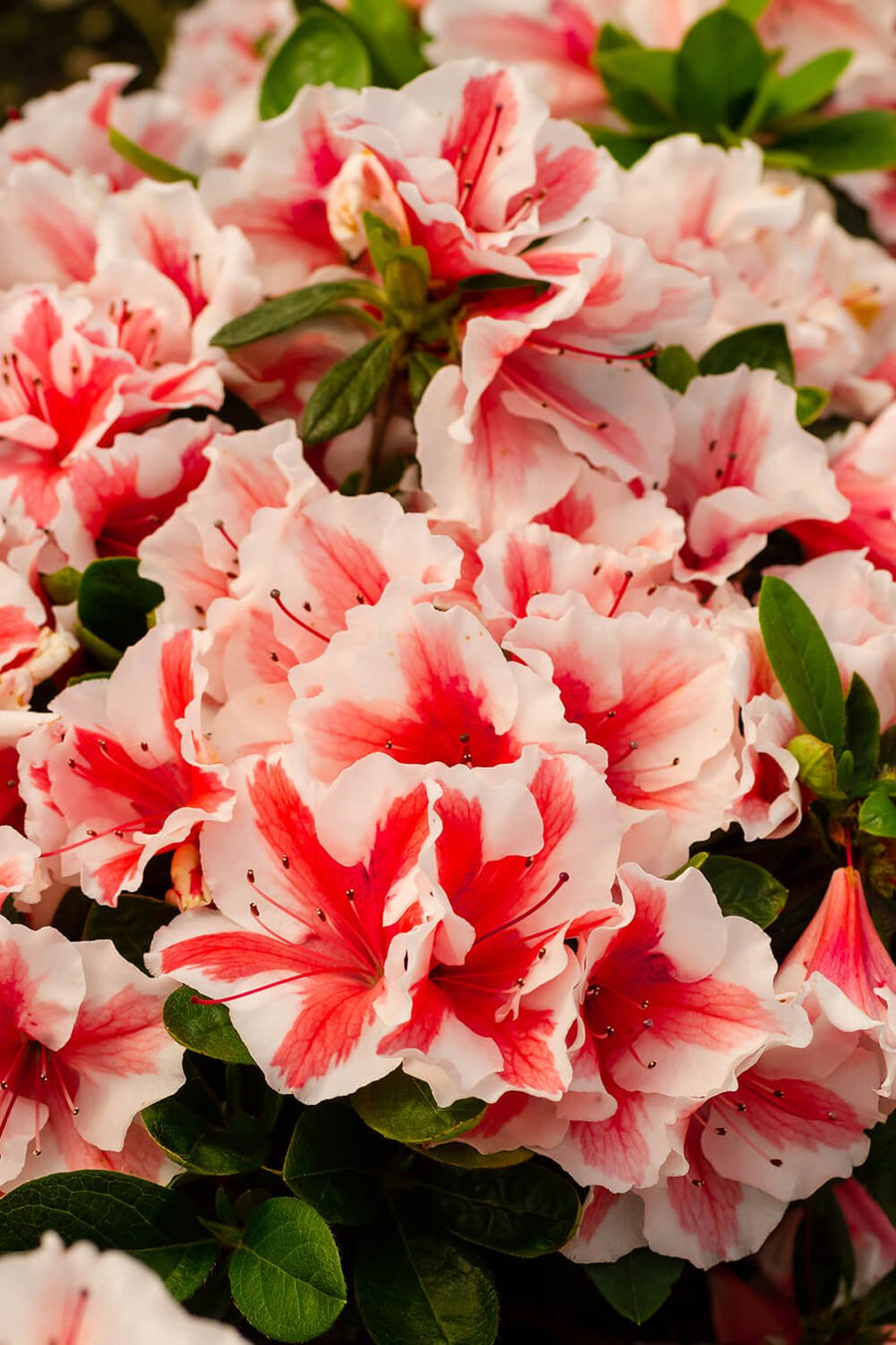 Autumn Starburst® | Encore Azalea