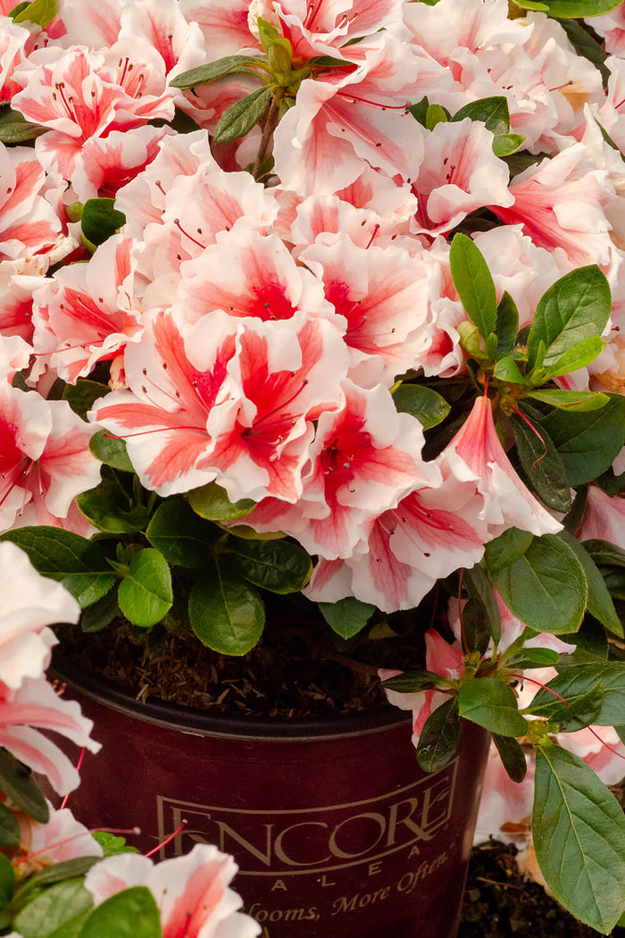 Autumn Starburst® | Encore Azalea