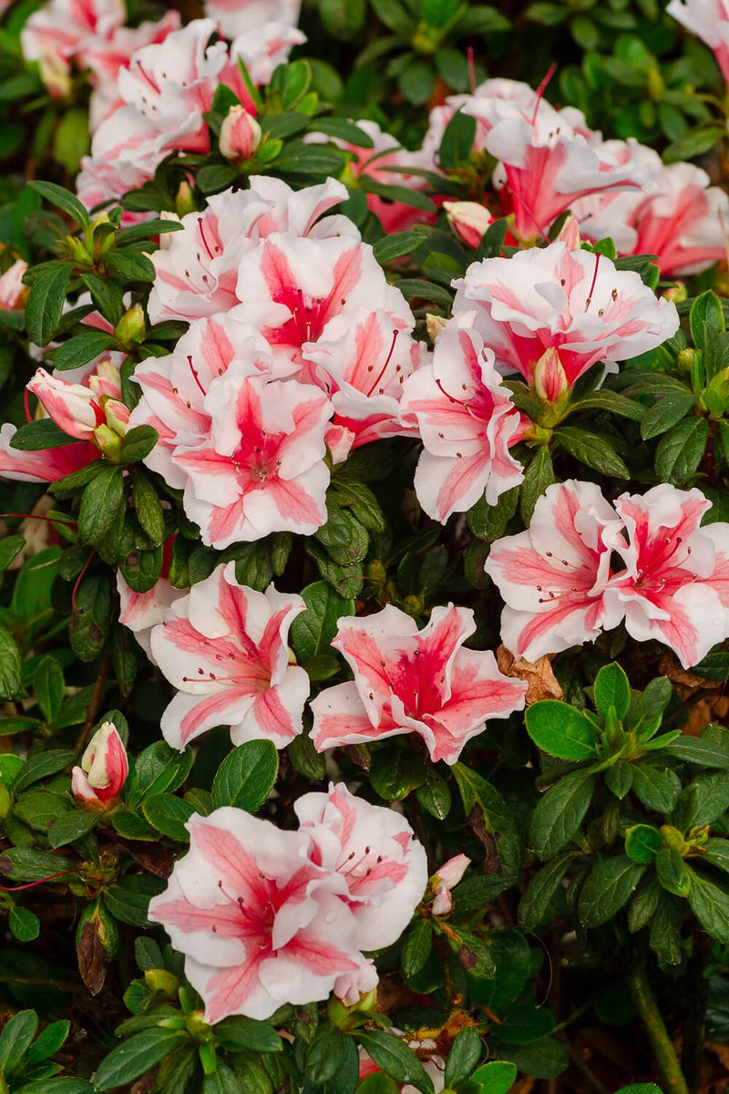 Autumn Starburst® | Encore Azalea