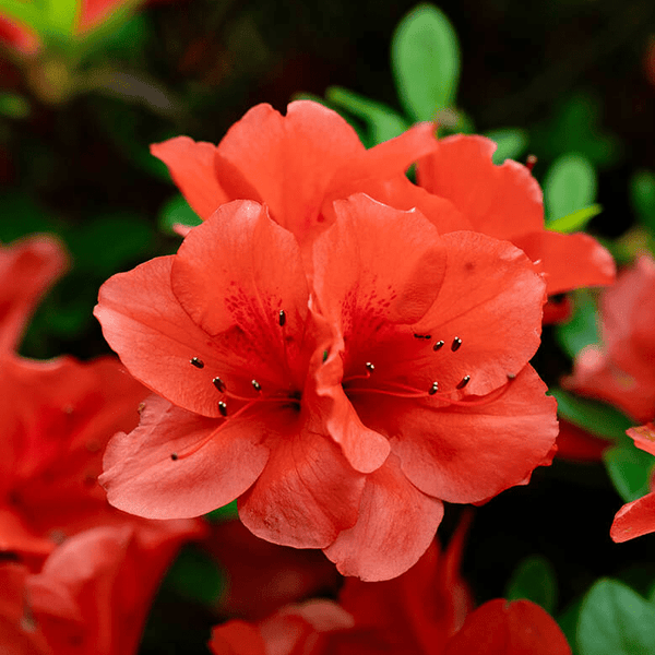 Red Azalea Flowers | Encore Azalea