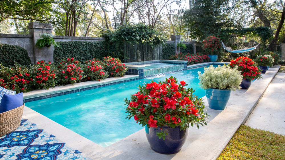 New Varieties | Encore Azalea