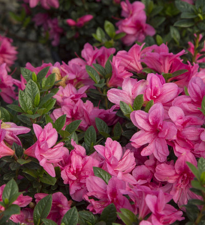 Autumn Empress - Pink Reblooming Azalea | Encore Azalea