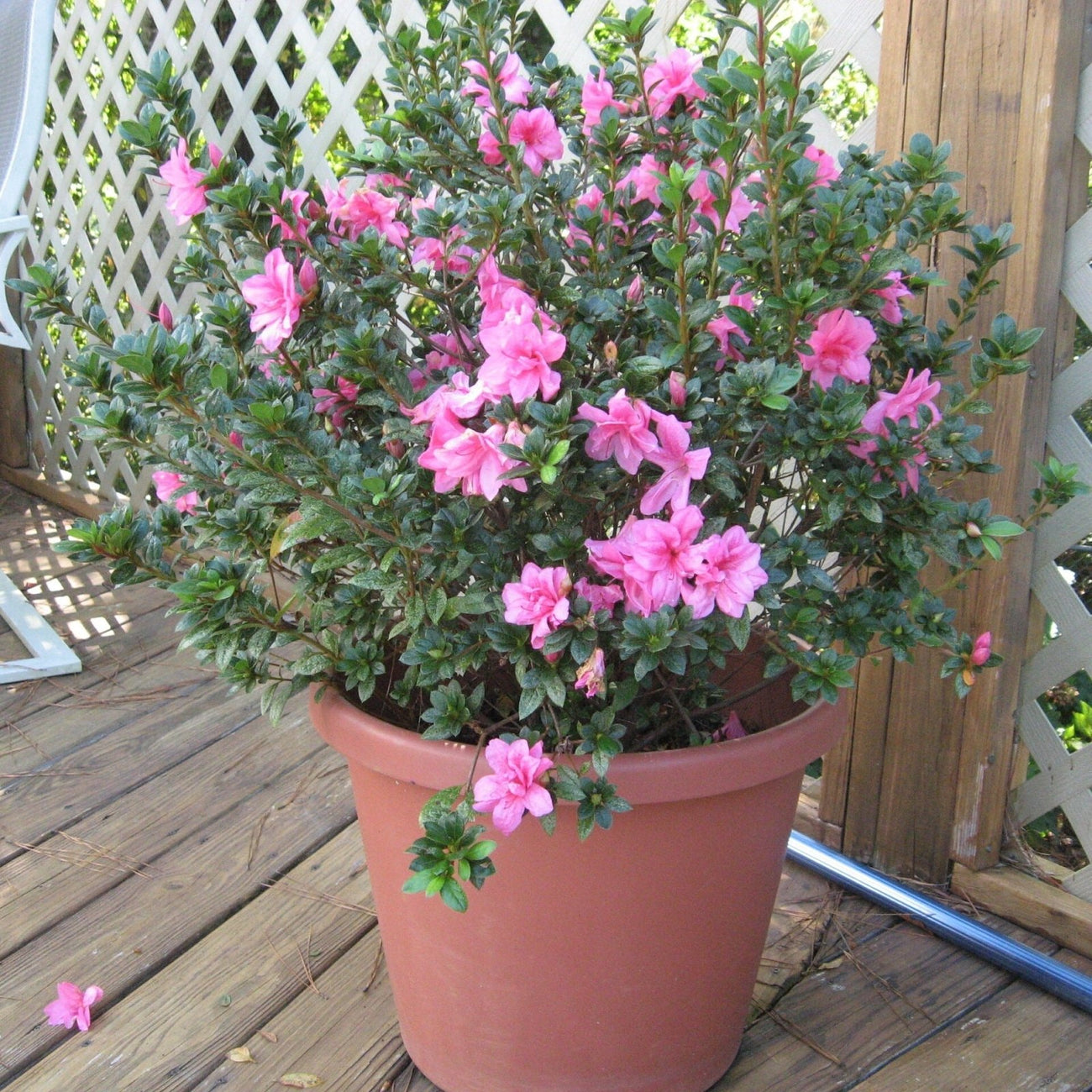 Autumn Empress - Pink Reblooming Azalea | Encore Azalea