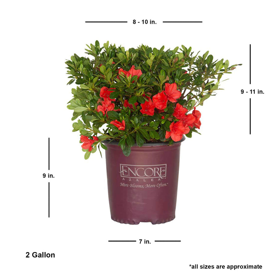 Autumn Sunset: Red Reblooming | Encore Azalea