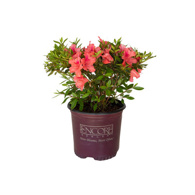 Autumn Coral - Compact, Pink, Reblooming Azalea | Encore Azalea