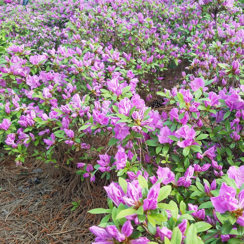 Autumn Lilac® | Encore Azalea