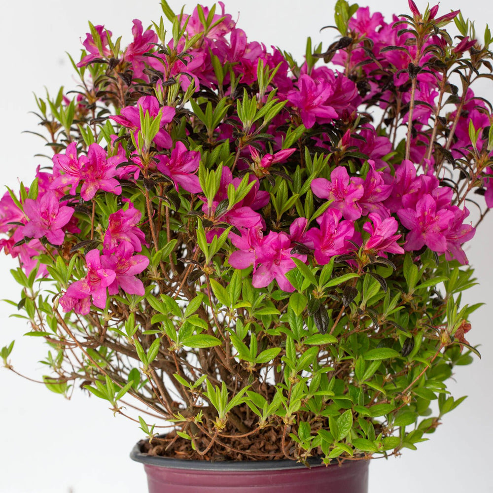 Autumn Amethyst - Purple Reblooming Azalea | Encore Azalea