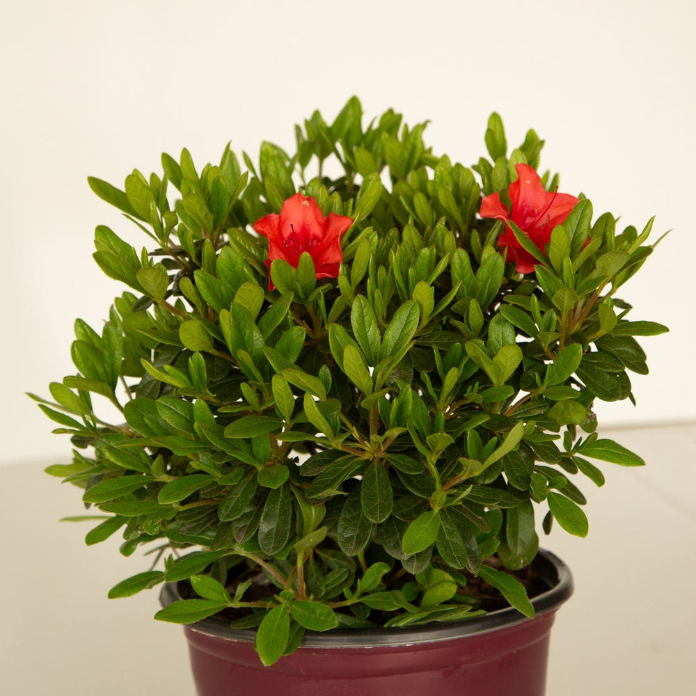 Autumn Sunset: Red Reblooming | Encore Azalea