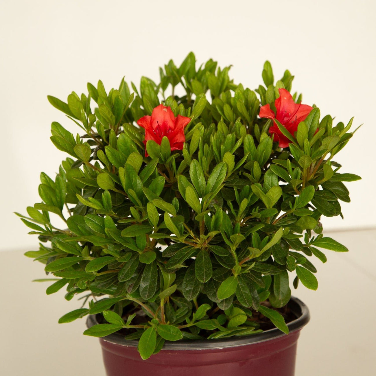Autumn Sunset: Red Reblooming | Encore Azalea